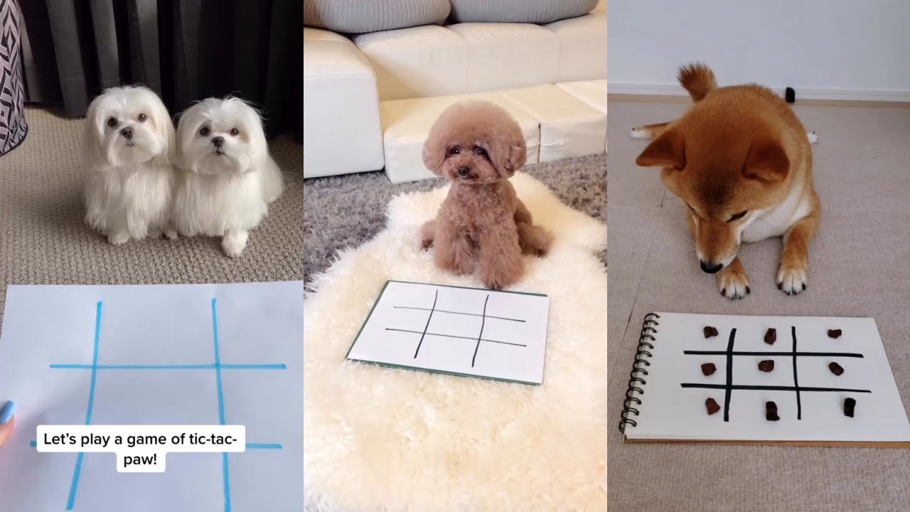 Pets Play Tic Tac Toe Game With Human. Try Not To Laugh or Grin - Funny ...