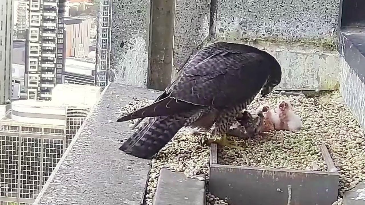 367 Collins Falcons~First feeding by Mom~ ZOOM- 5:25 p.m. 2022/09/30 ...