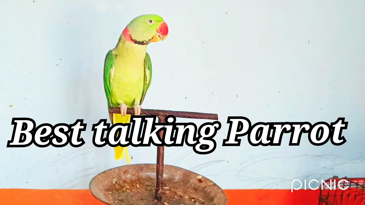 Non Stop Talking Parrot 🦜| Best Talking Raw alexandrine Parrot 🐦 - YouTube