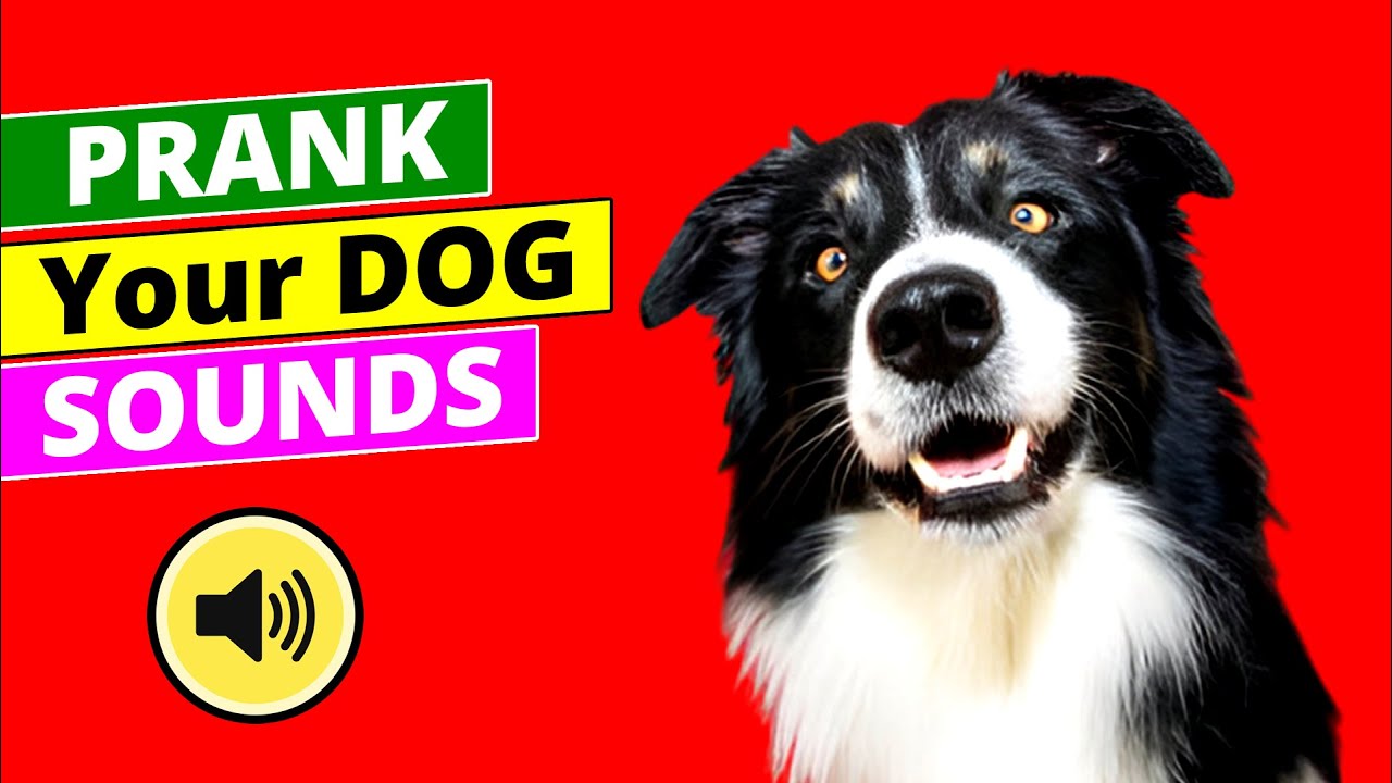 Prank your dog sound (make dogs go CRAZY) - YouTube