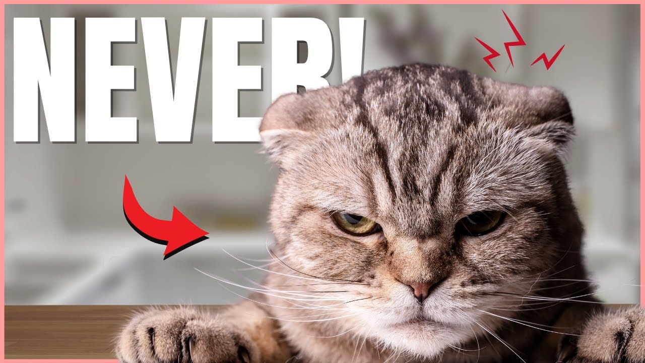 6 Things Your Cat Will NEVER Forgive 💔 - YouTube