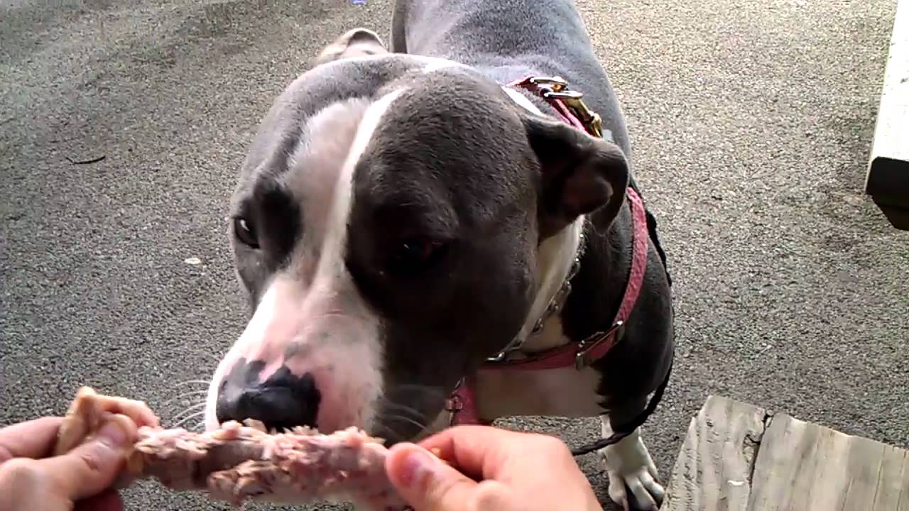 Pit Bull Eating Rib.3gp - YouTube