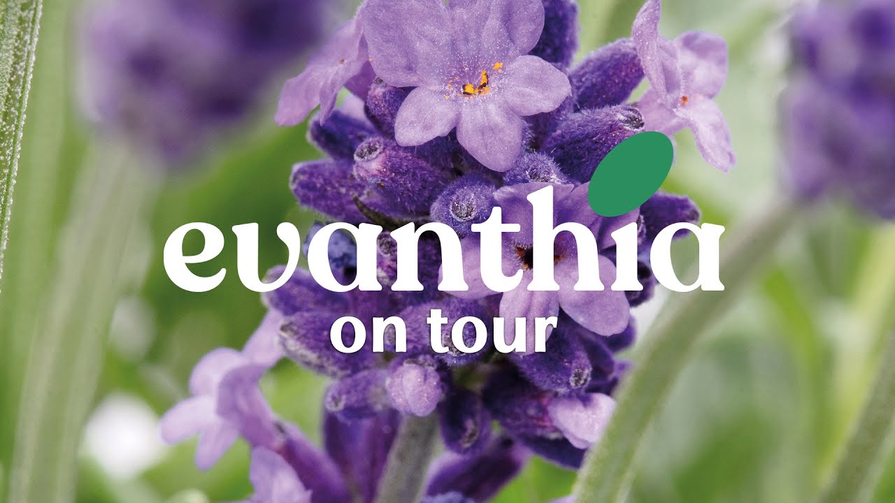 Short Evanthia On Tour Day 2 Lavandula Cleo-Patio® - YouTube