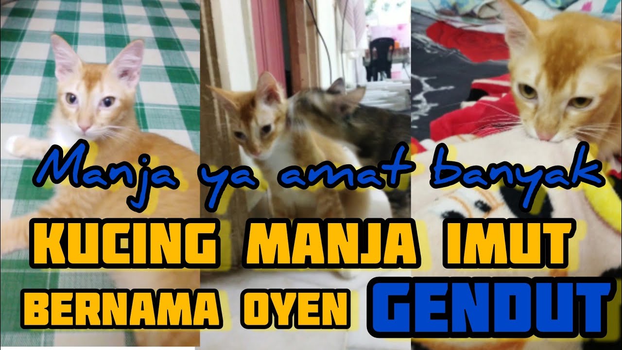 KUCING MANJA IMUT BERNAMA OYEN GENDUT#kucing - YouTube