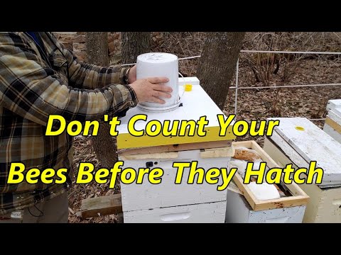 What To Do For Your Bees In March