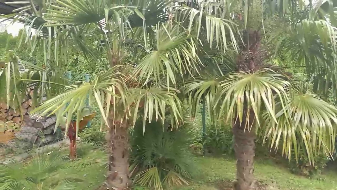 Bestpalm TV. Palmbooster. Co to jest, jak stosować. - YouTube