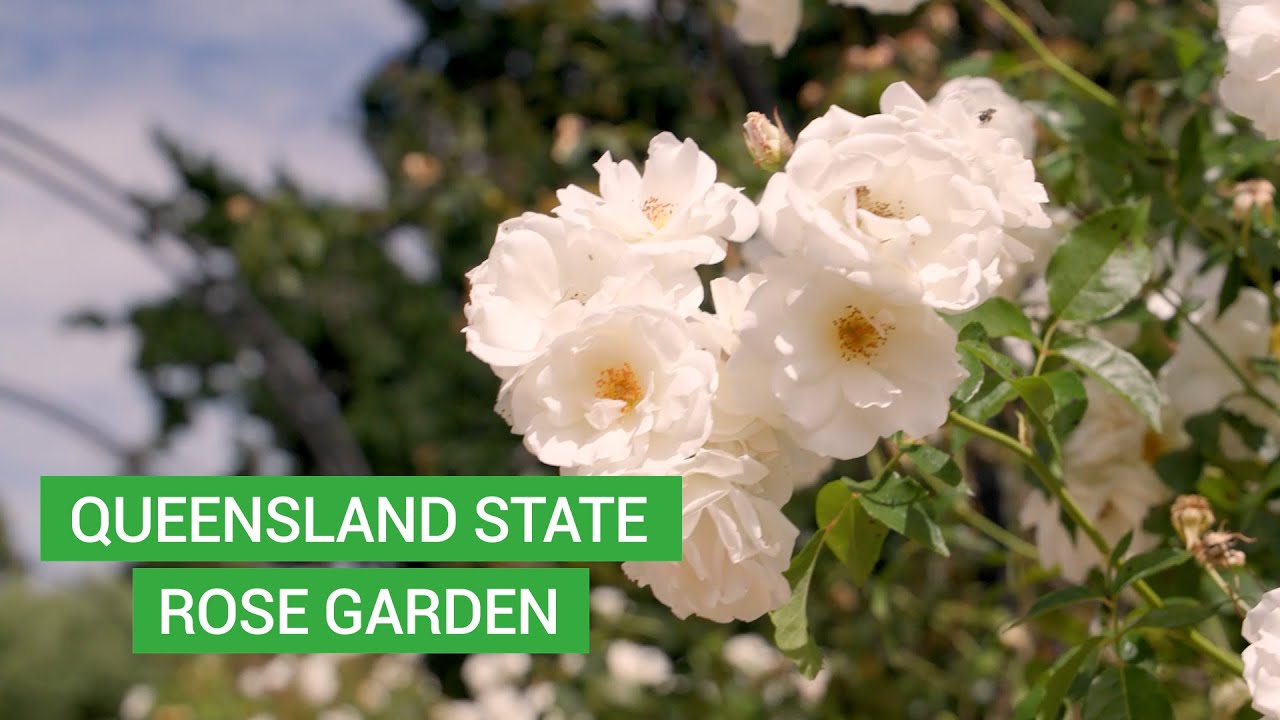 Queensland State Rose Garden // Toowoomba Region - YouTube
