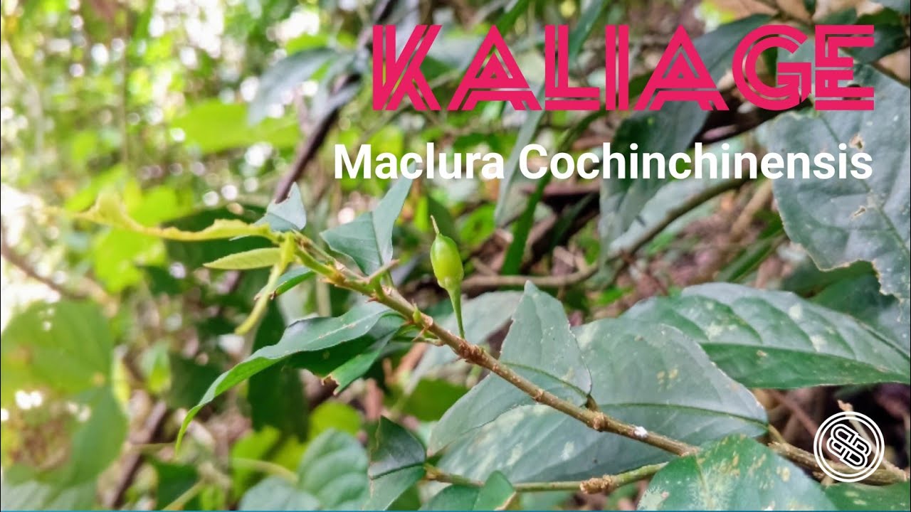 HUNTING BAHAN BONSAI KALIAGE DI ALAM LIAR | MACLURA COCHINCHINENSIS ...