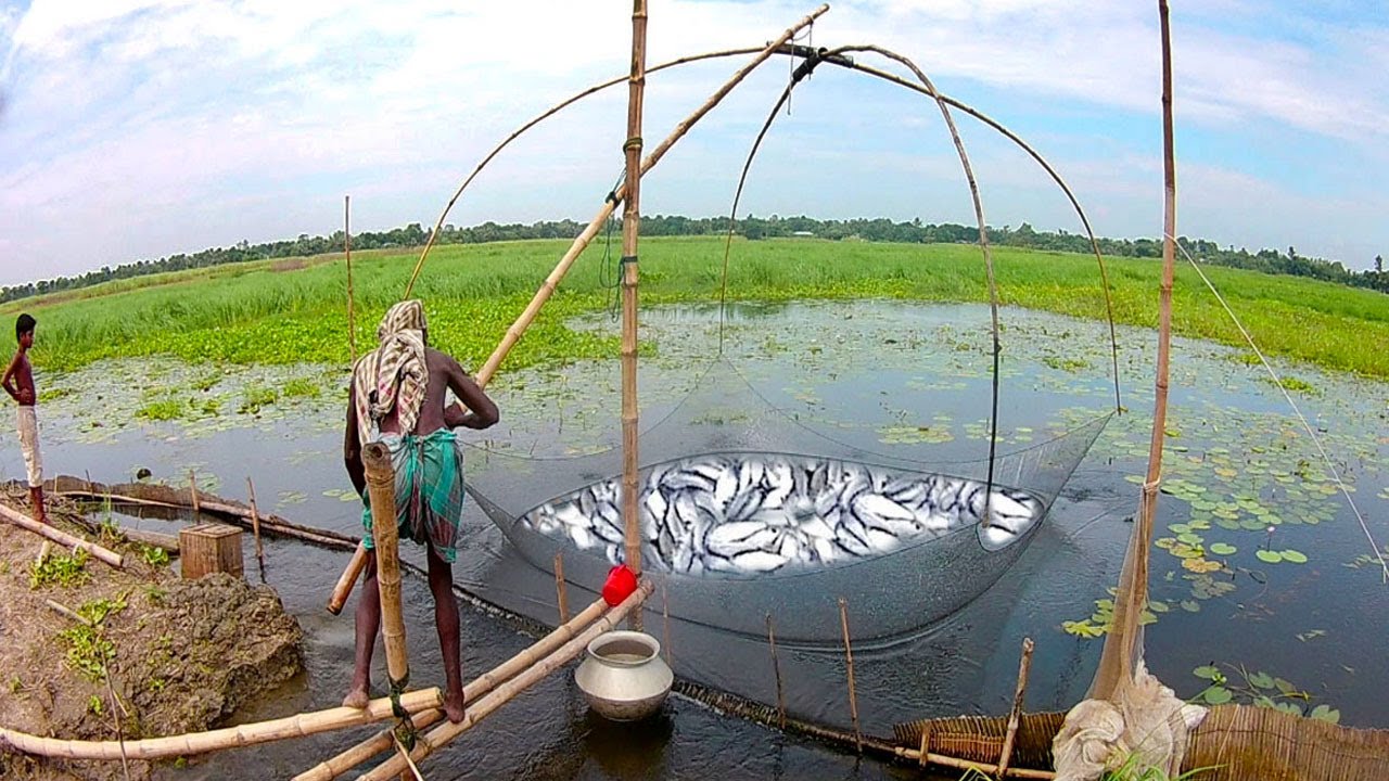 বাঁশের তৈরি-ধর্ম জাল দিয়ে মাছ ধরার দৃশ্য l Traditional fishing system ...