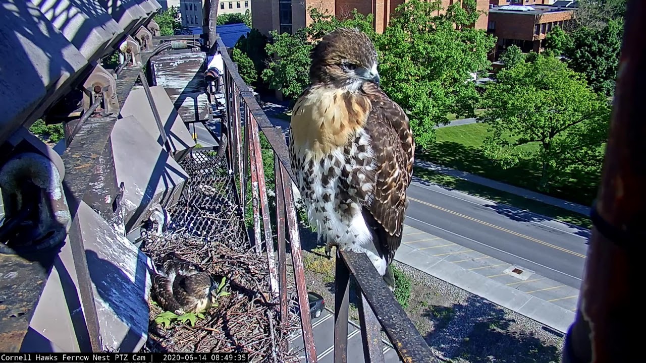 Recently Fledged "J2" Returns to the Cornell Red-tailed Hawk Cam and ...