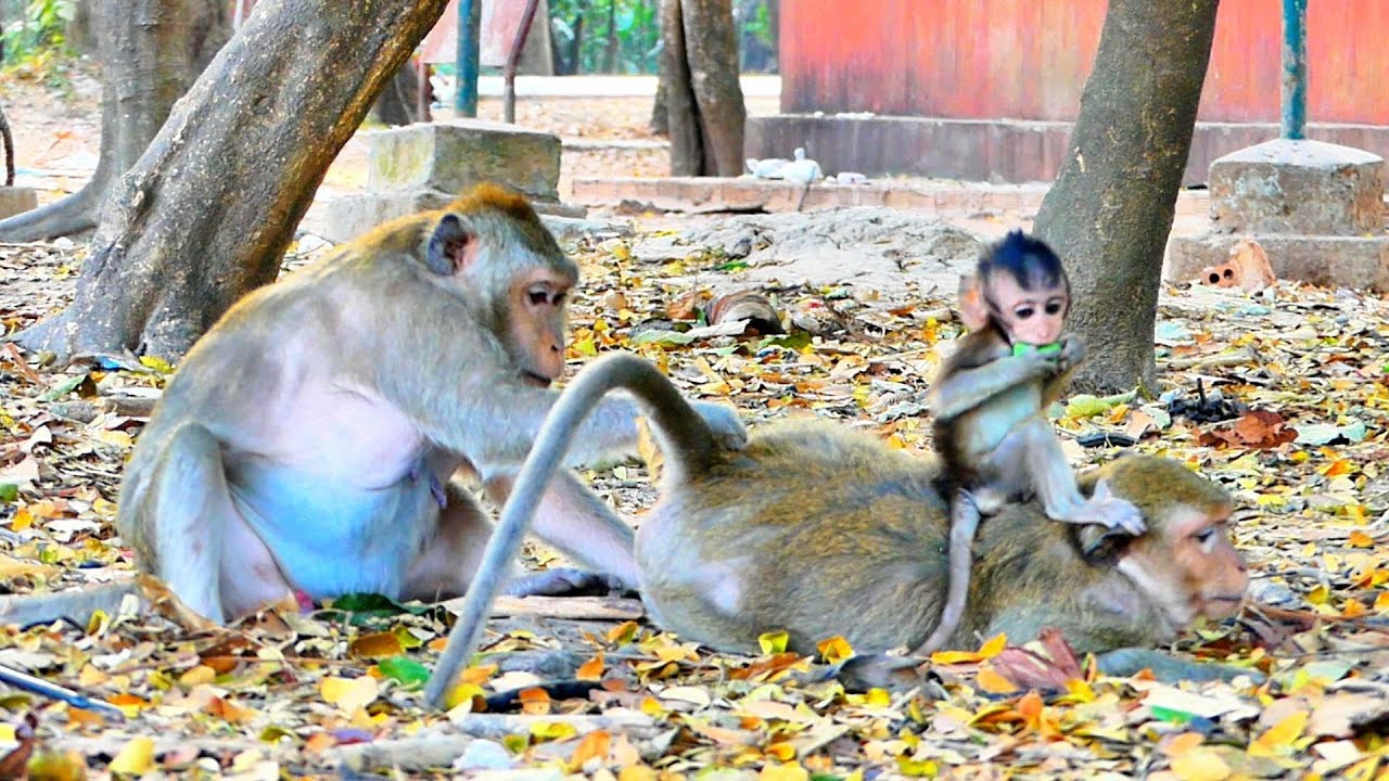Checking and Rechecking for some thing #monkeys - YouTube
