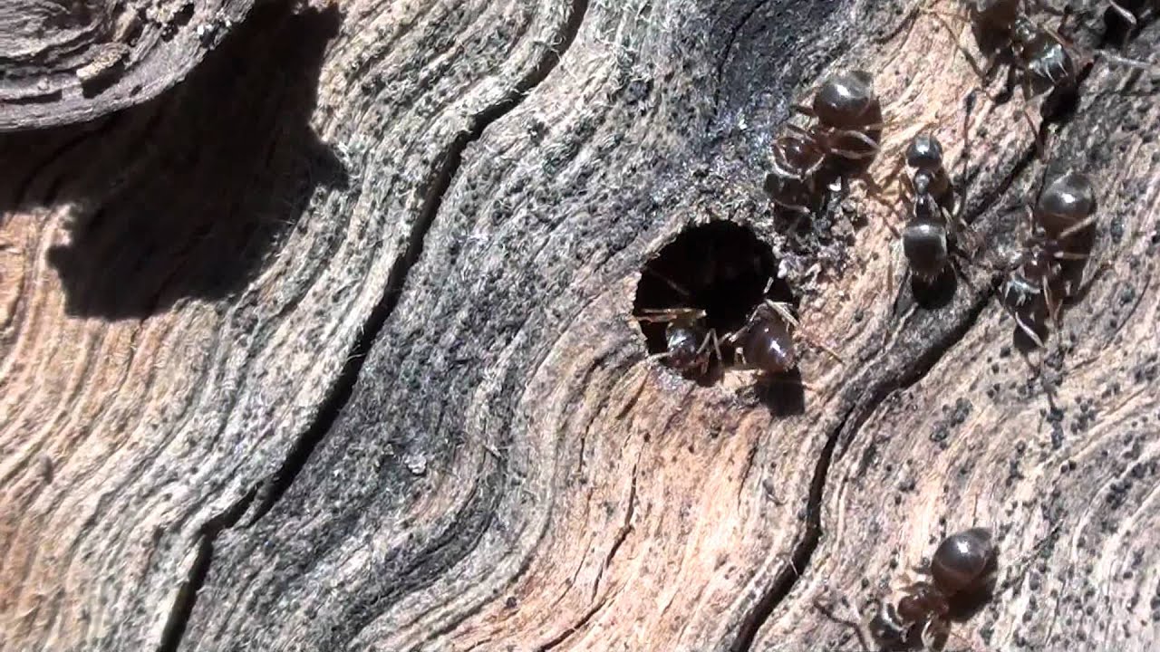 Cornfield Ants (Formicidae: Lasius alienus) in Oak Log - YouTube