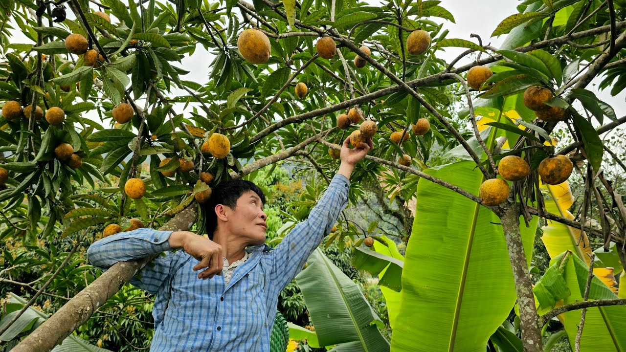 Harvesting Lekima Fruit Goes market sell- take care of the pet | Solo ...