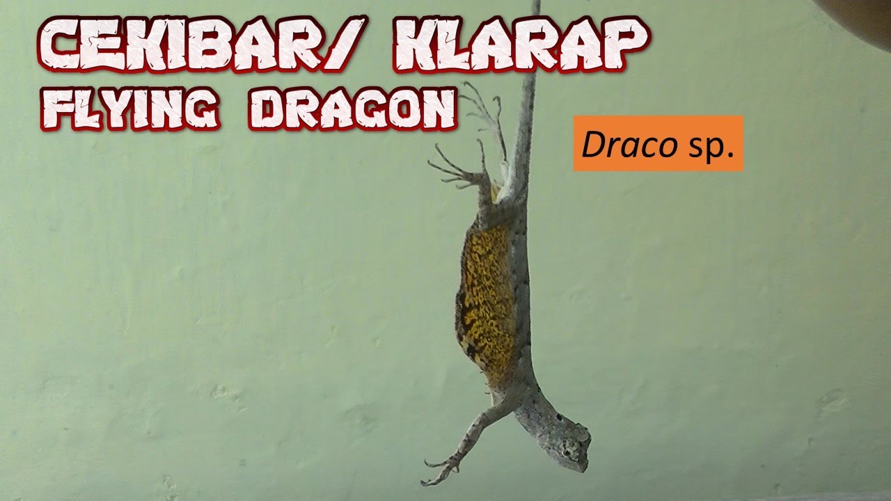 Cekibar, Klarap, Cleret Gombel (Draco sp.) utawa flying dragon - YouTube