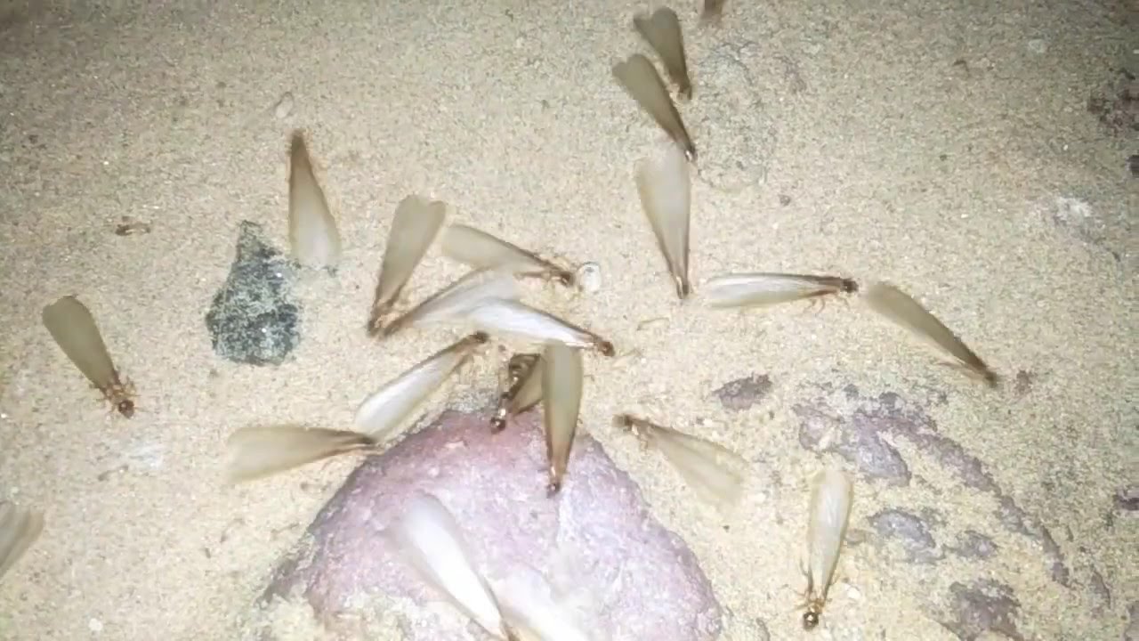 Alates - young winged reproductives of both sexes of termites - YouTube