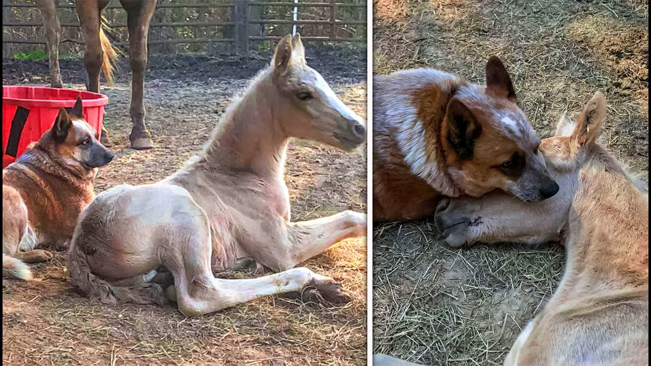 Rescue Dog Becomes Dad To Orphaned Foal And Won’t Let Him Sleep Alone ...