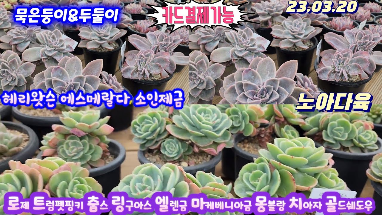 노아다육5신상가격착한묵둥이로제헤리왓슨봉황뫼비우스문가드니스금소인제금레드베리링구아스아담에스메랄다엘렌금마케베니아금몽블랑치아자골든쉐도우춥스트럼펫