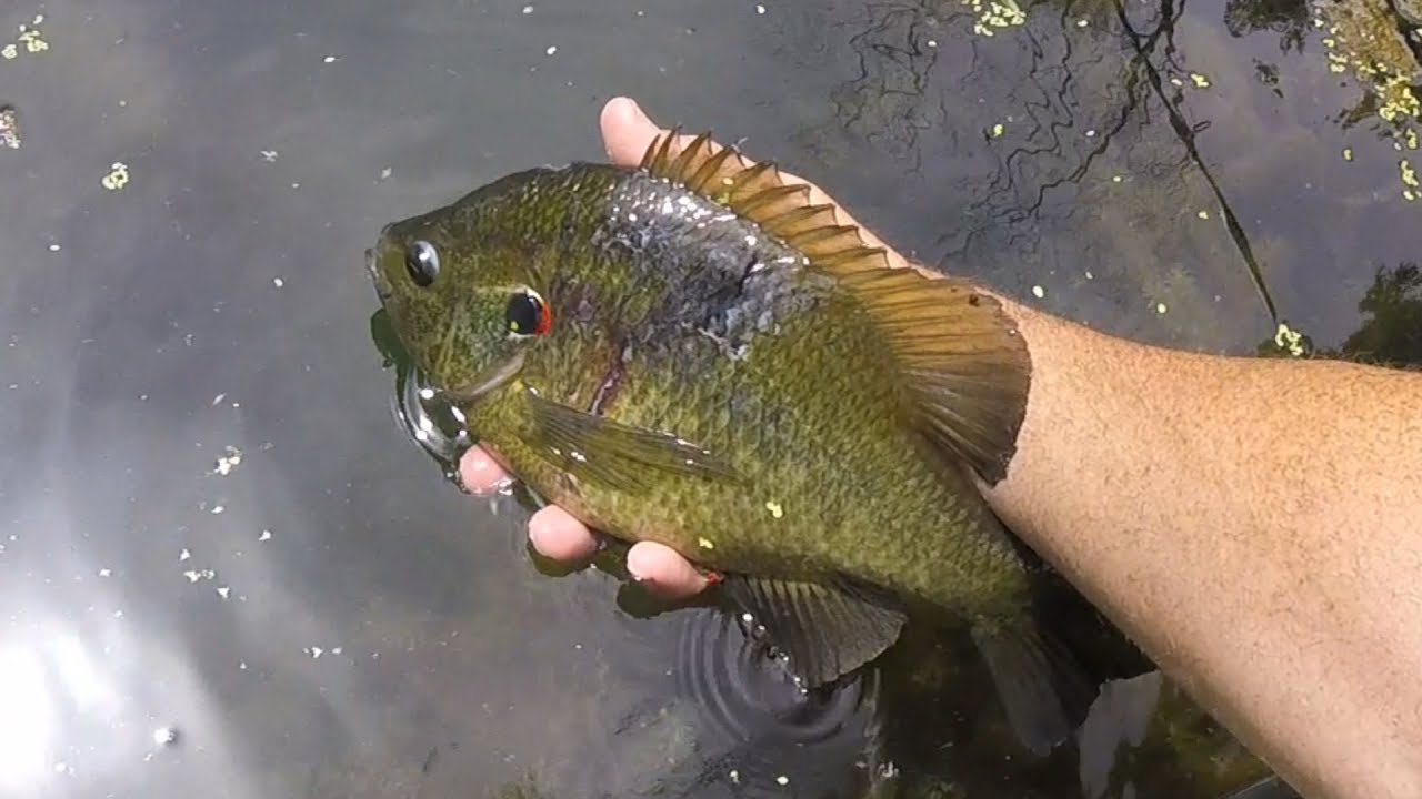 This Red Ear Eats Bluegill!! Monster! - YouTube