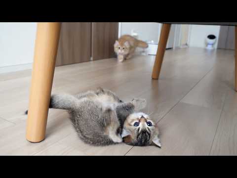 Here are some kittens whose wild game of tag is giving their mom a hard time…