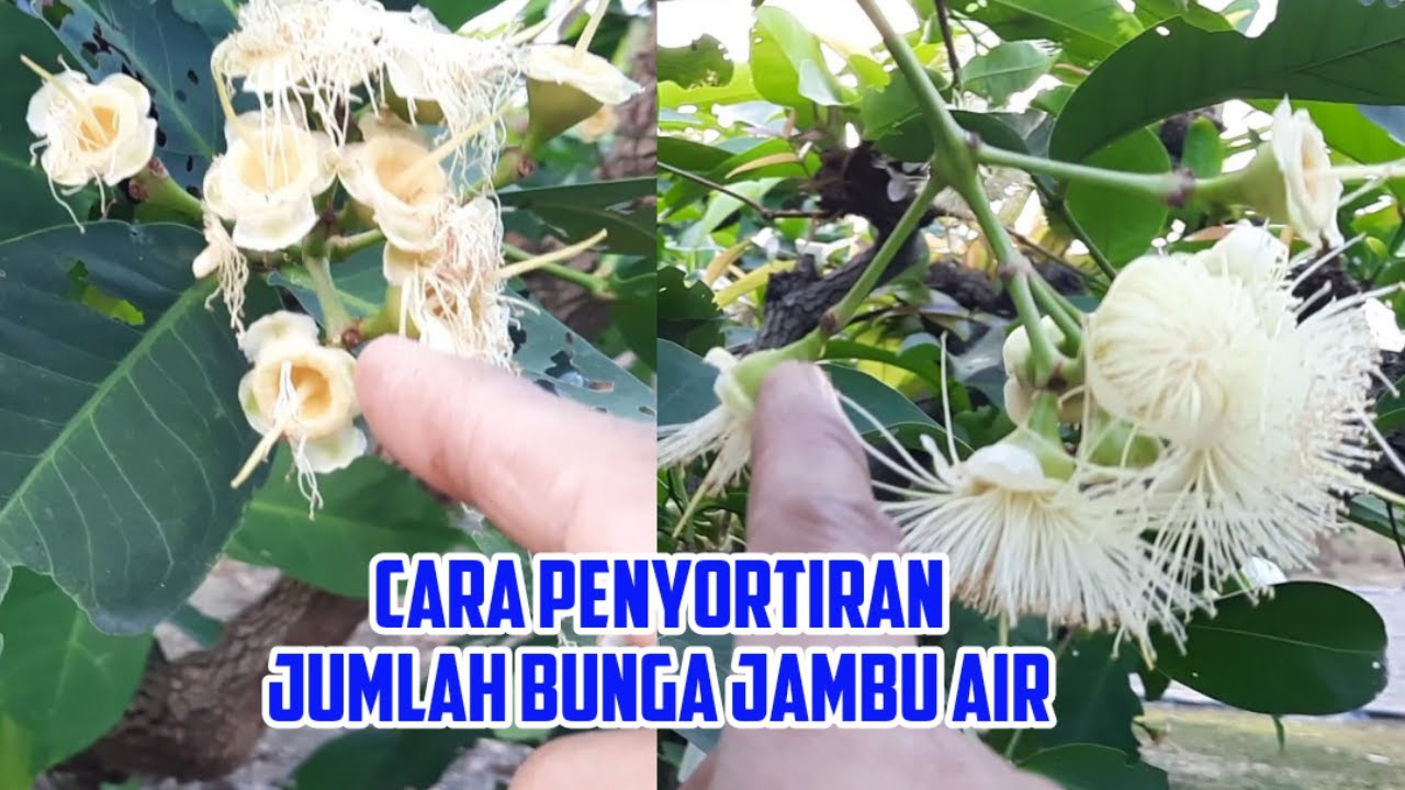Cara Penyortiran Bunga Jambu Air Agar Buahnya Bisa Besar-besar - YouTube
