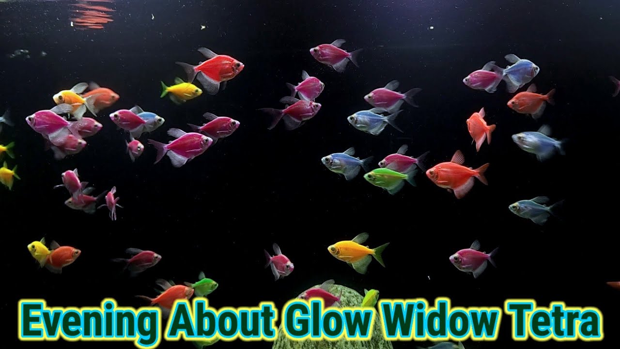 Glow Widow Tetra Care guide - YouTube