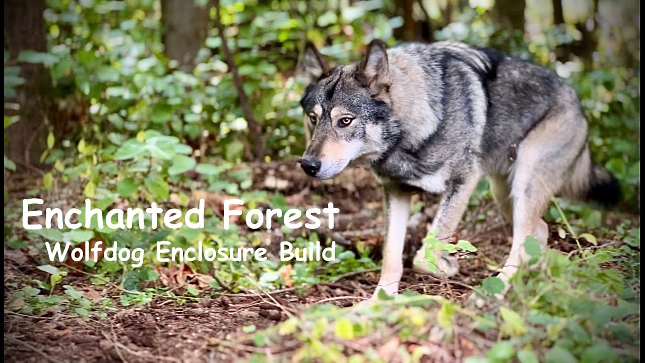 Forested Wolfdog Enclosure Build - YouTube