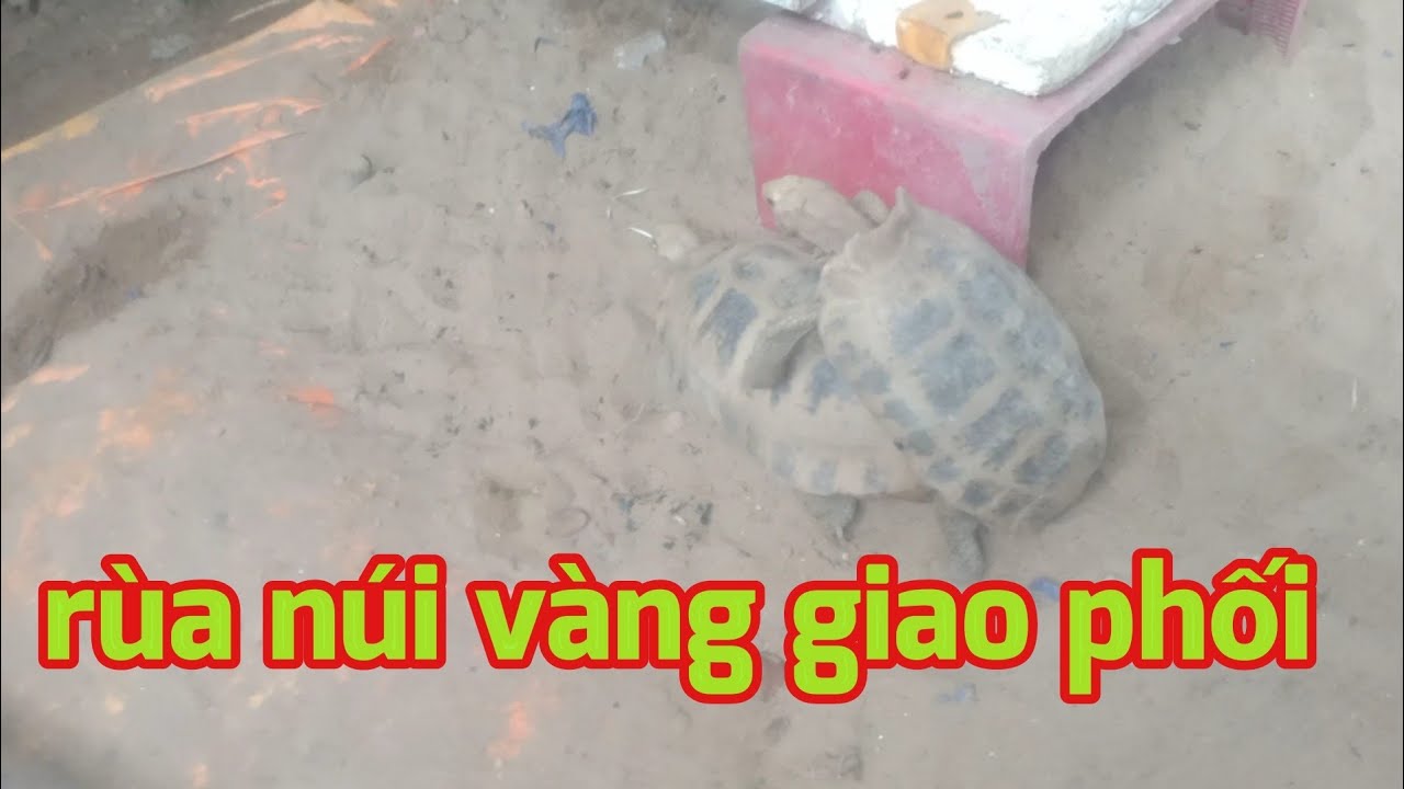 rùa núi vàng giao phối 9/4/2023 - YouTube