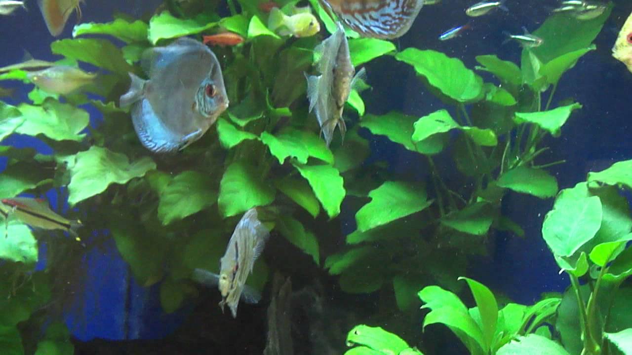 Juvenile discus - YouTube