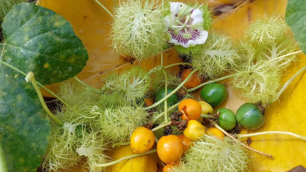 Berburu buah rambusa / markisa mini - YouTube