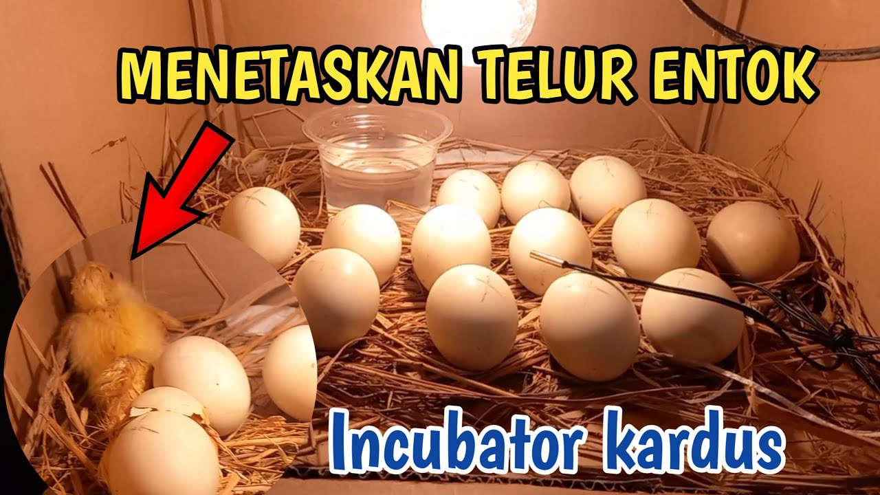 Menetaskan telur entok dari kardus bekas - YouTube
