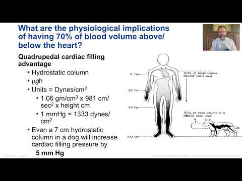 13 cardiovascular and comparative physiology - YouTube