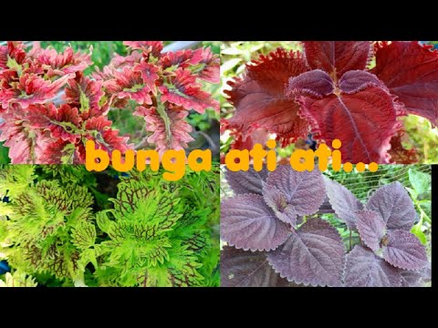 Bunga ati ati - YouTube