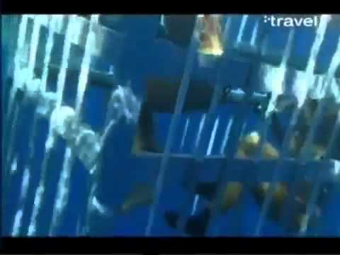 Scuba Diving   Woman In Shark Cage