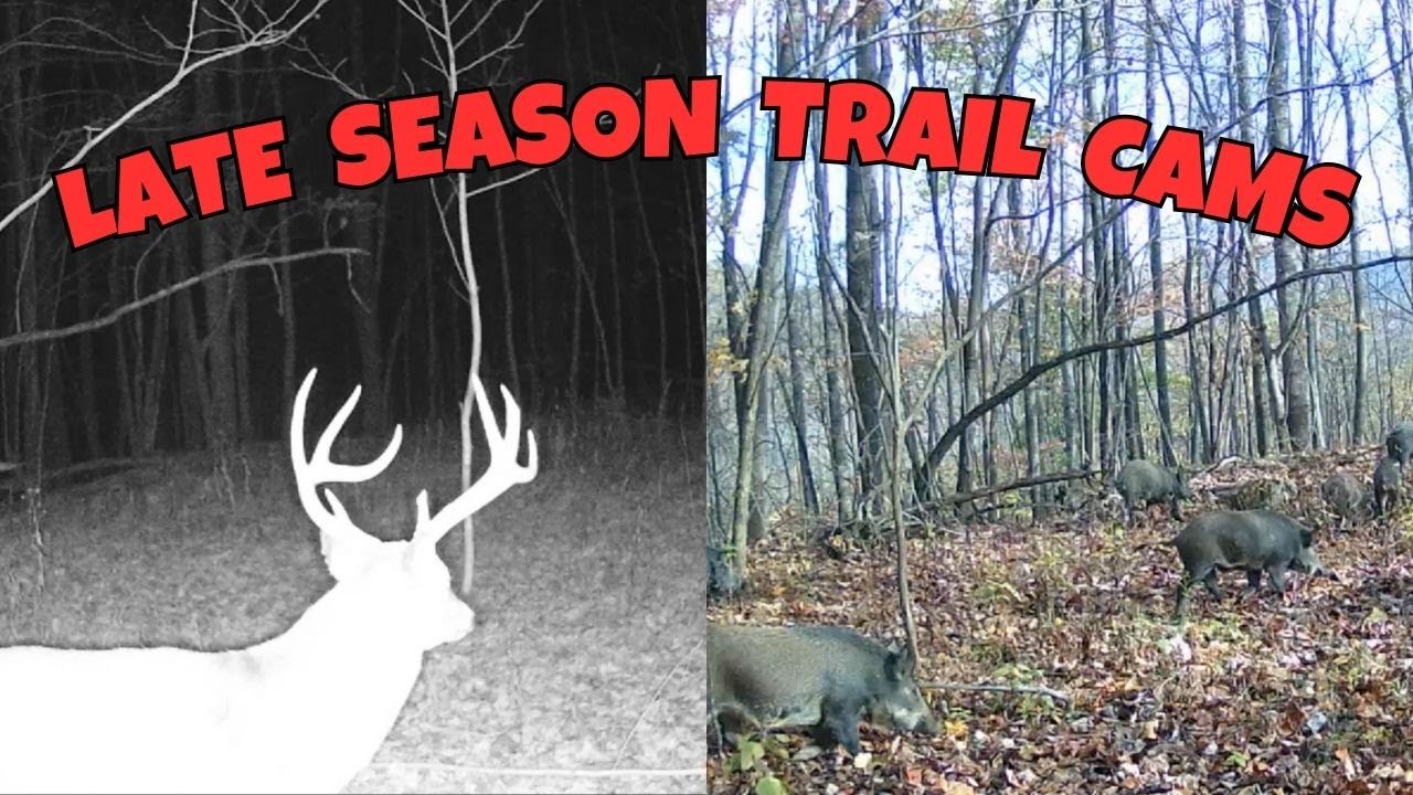 Trail Camera Videos - Late Season Deer Hunting - YouTube
