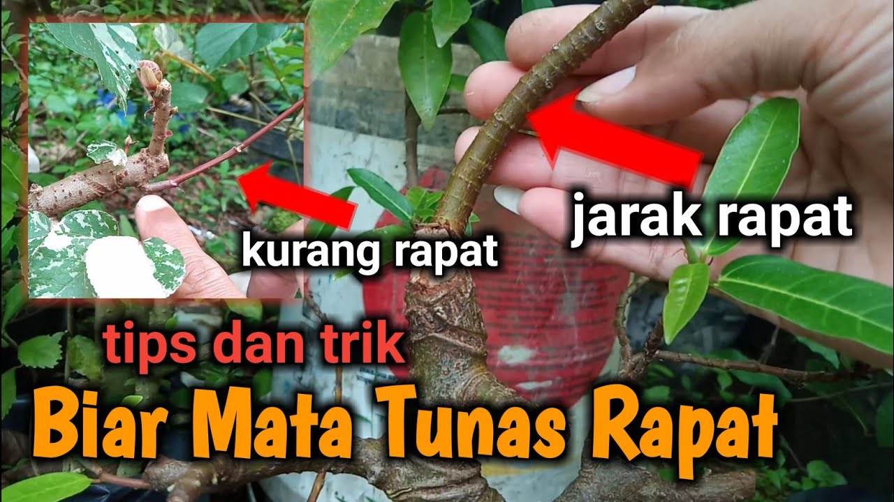 Tips dan Trik Menumbuhkan Cabang Dengan Mata Tunas Yang Rapat - YouTube