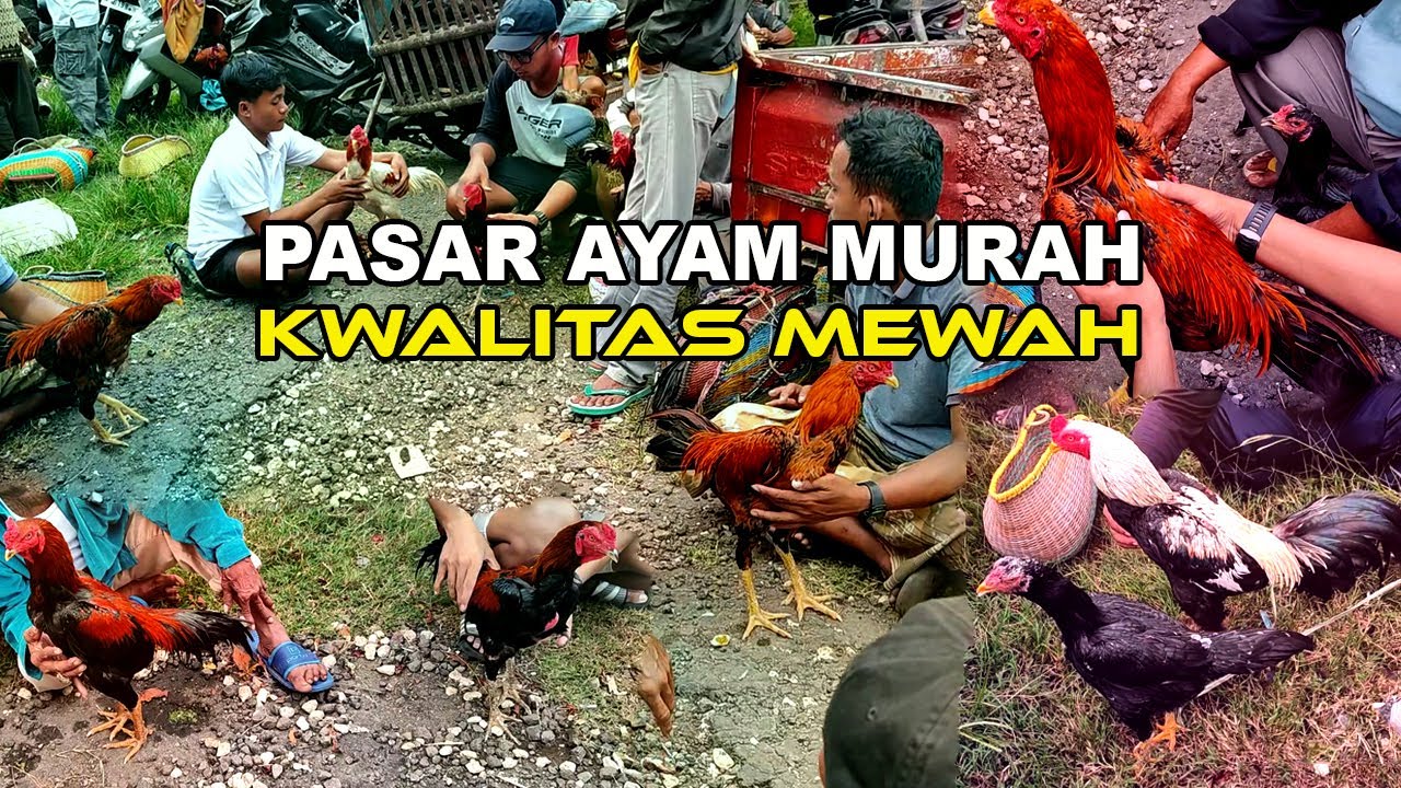 Hari ini Banyak Peternak yang Membawa Ayam Bagus ke Pasar Ayam Madura ...
