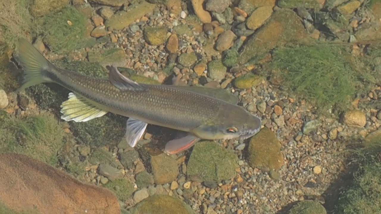 1070918南港大坑溪上游俗稱台灣馬口魚的臺灣鬚鱲（Candidia barbata）交配 - YouTube