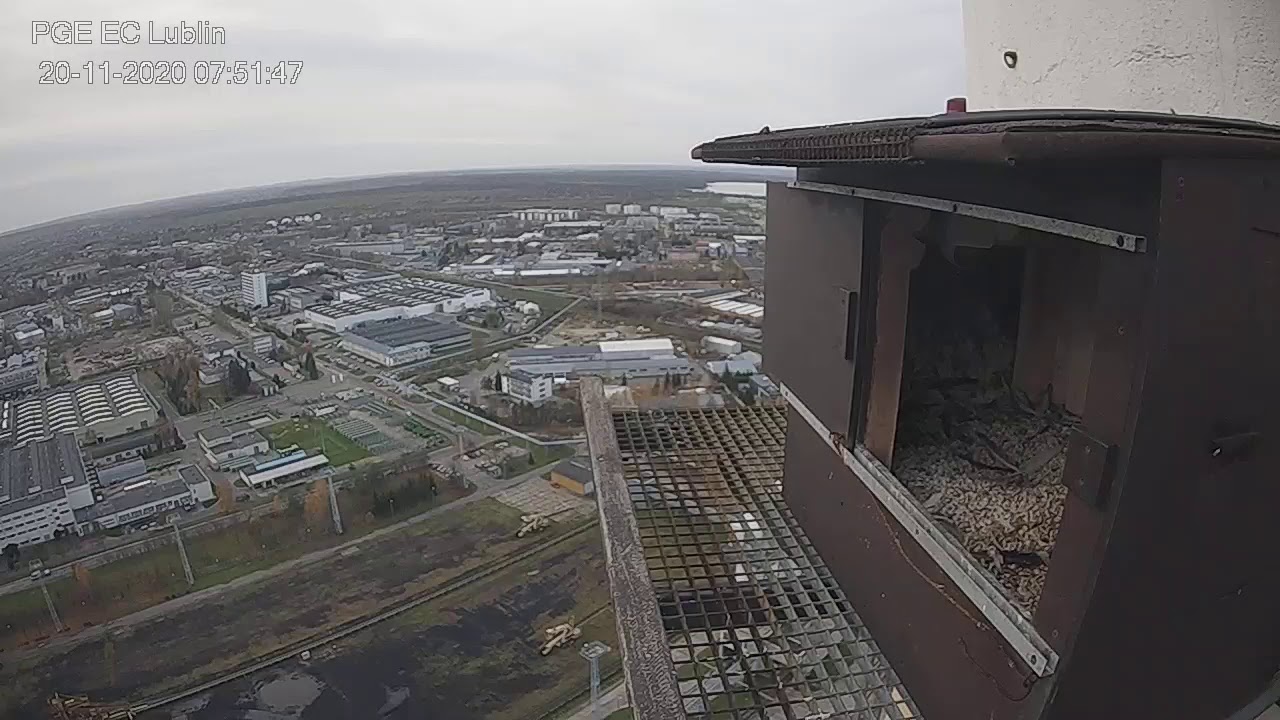 Sokoły na żywo. Lublin 20.11.2020 - YouTube