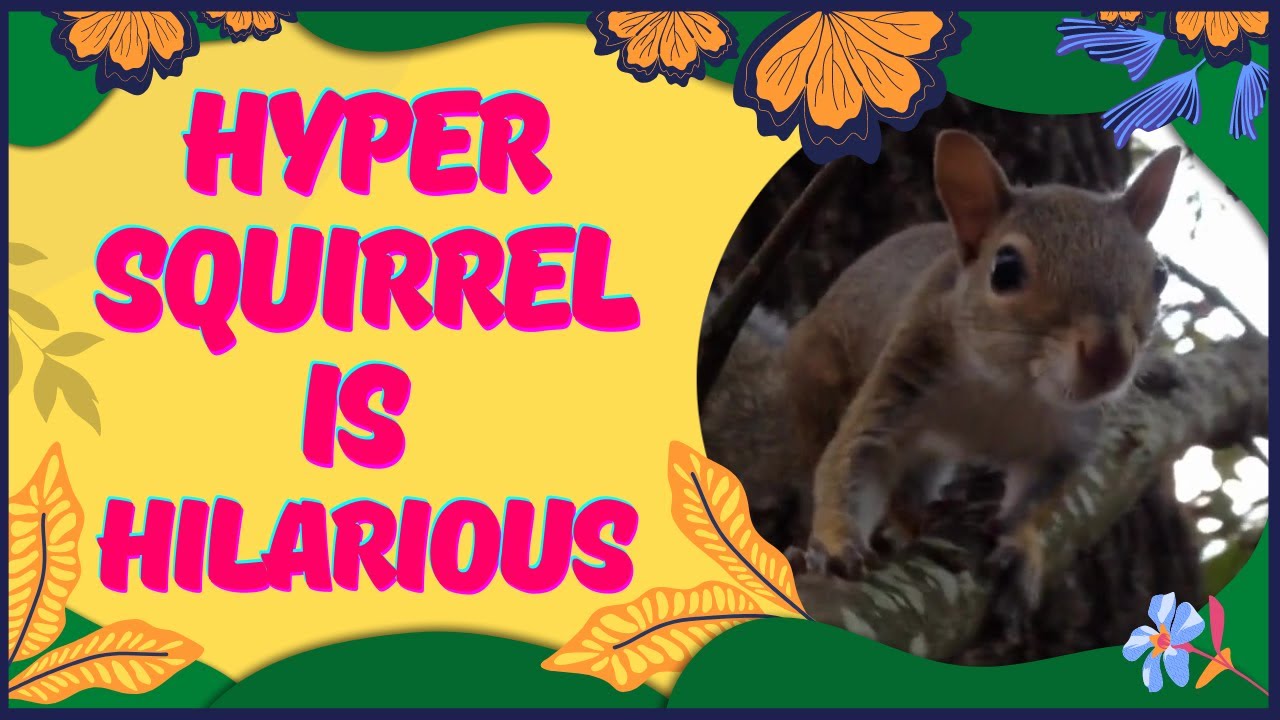 Hyper Squirrel is Hilarious - YouTube