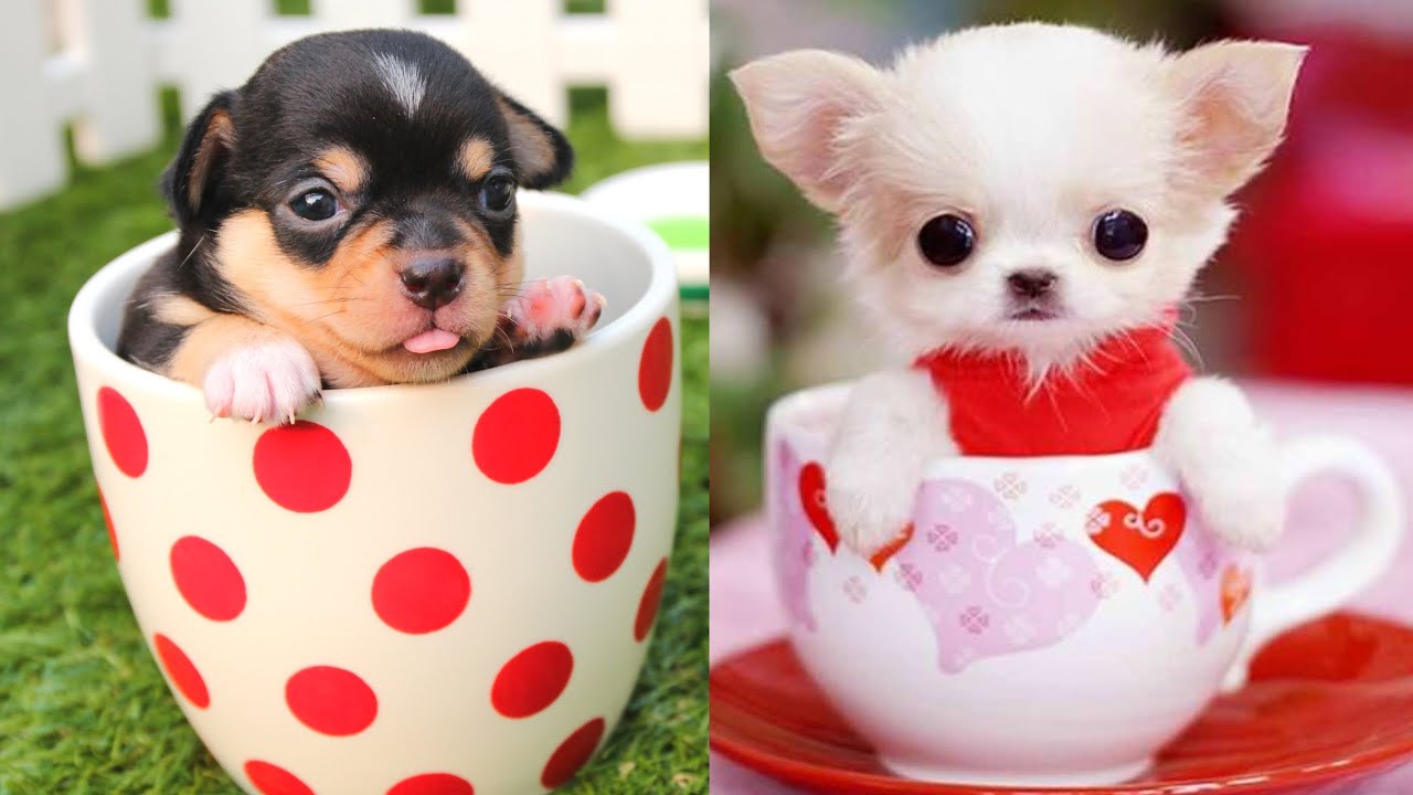 Aww Cute Baby Animals Videos Compilation | Cute and Funny Moment of the ...