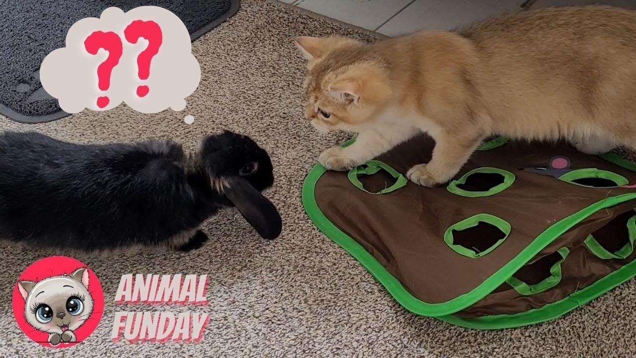 Cat vs Rabbit #2 😹 Funny Kitten Videos 2021 💕 Animal Funday - YouTube