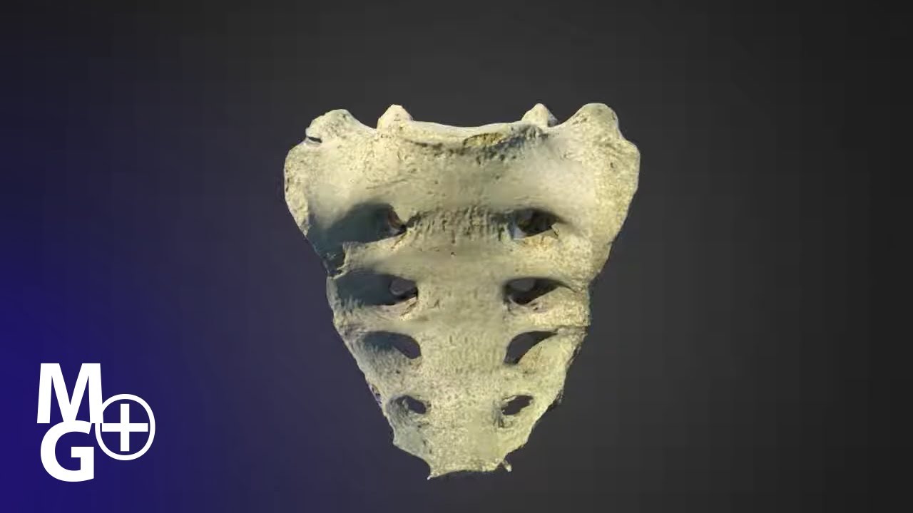 Osul Sacru (Prezentare 3D- Anatomie) - YouTube