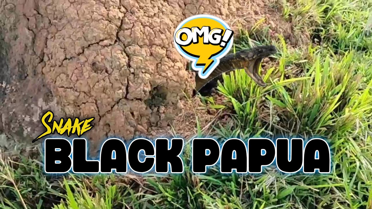 Penelusuran Jejak Snake Black Papua || Ular Hitam Papua || Merauke ...