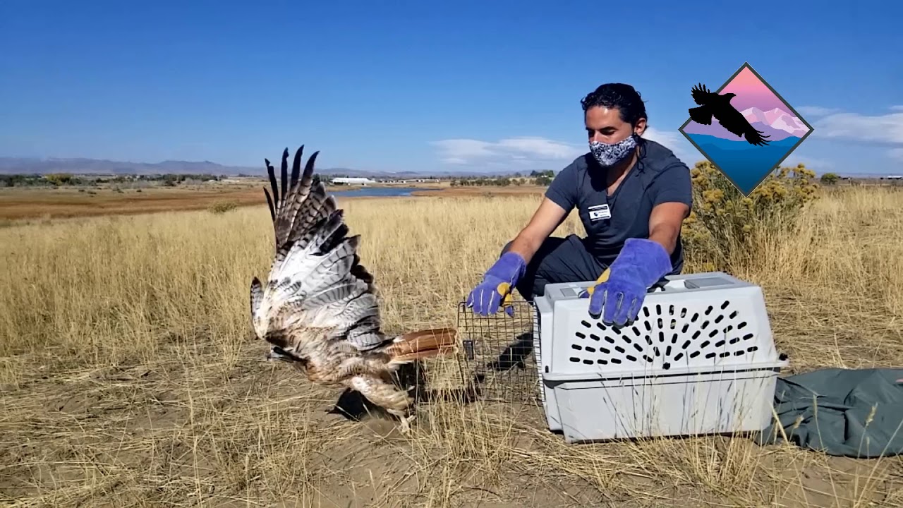 Red-tailed Hawk Receives Surgery for Broken Wing and Returns Home - YouTube