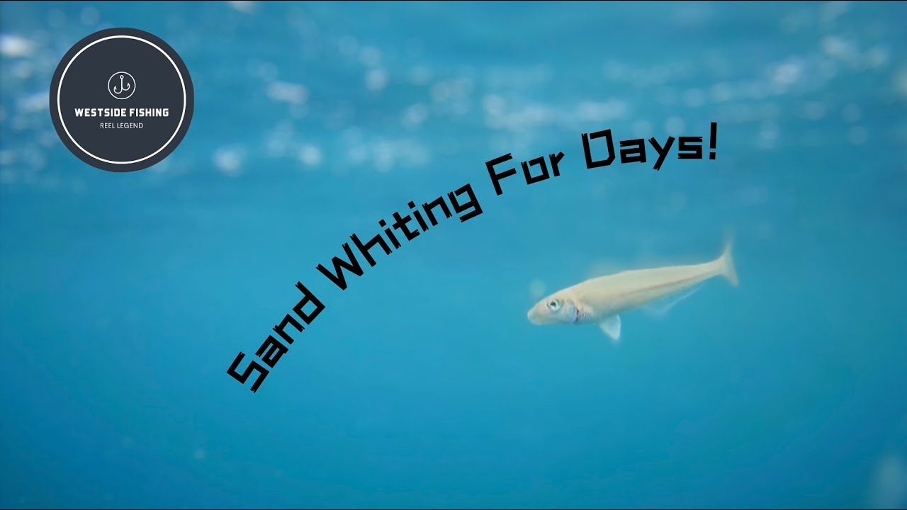 Searching For BIG Summer Sand Whiting - YouTube