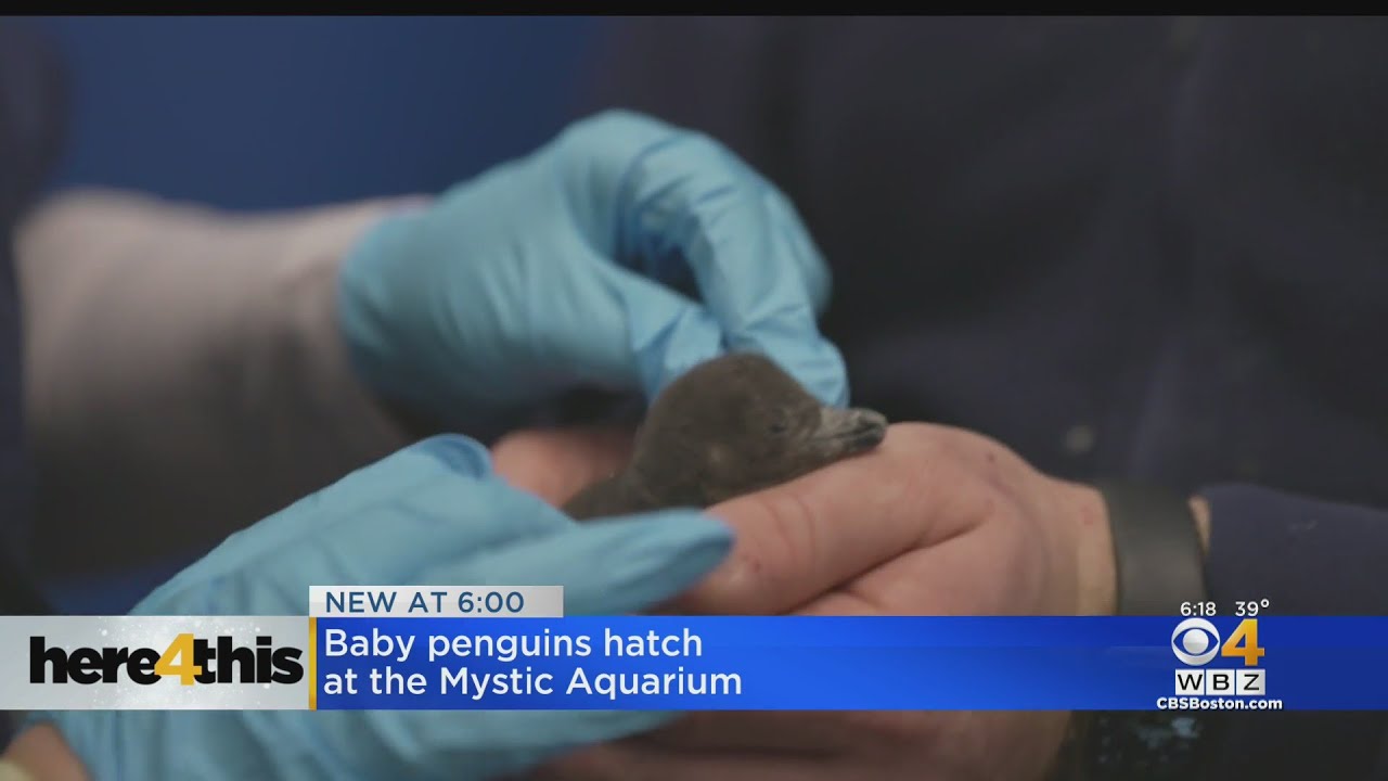 3 Baby Penguins Hatch At Mystic Aquarium - YouTube
