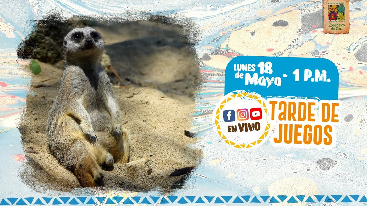 #EnVivo: Tarde de juegos con las Suricatas - YouTube
