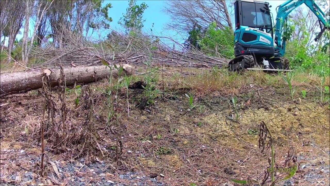 Cleaning up Dead Trees - YouTube