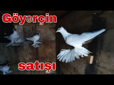 Göyərçin satışı  #goyercinler