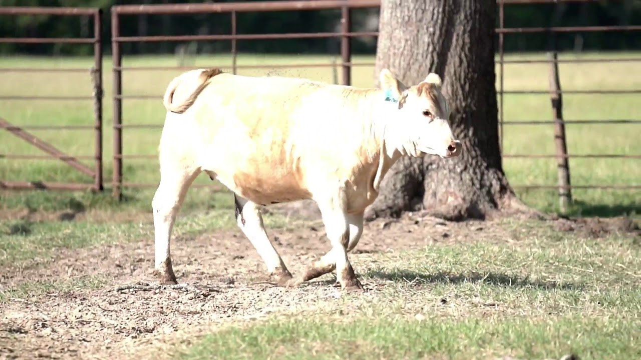 Twisted V Ranch - BC3112 - YouTube